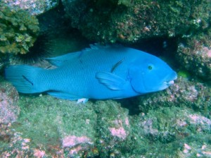 Blue Groper Fishing BAN! – Sans Souci Dolphins Spearfishing Club